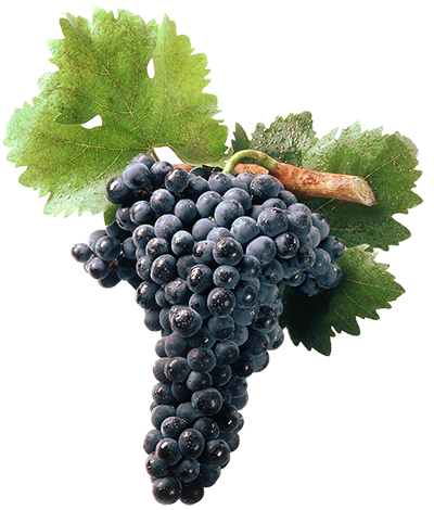 Le raisin, le rendement et la qualité du vin des AOC - VINSOLITE